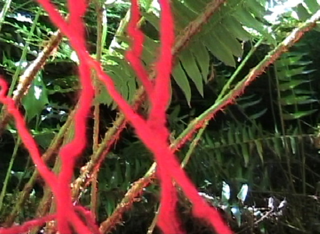 Video still from 'Red Thread in the Forest', 2008, © Nane Jordan